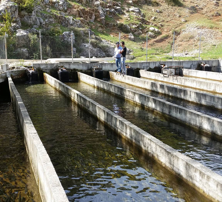 Sokoli, njeriu që gjeti suksesin te gurrat e Kovashicës – RRUGA E ARBERIT