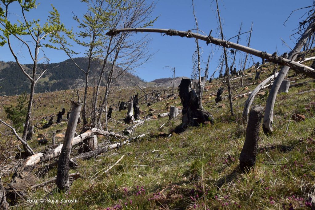 Masakra në pyjet e Lurës është akuza dhe denoncim – RRUGA E ARBERIT