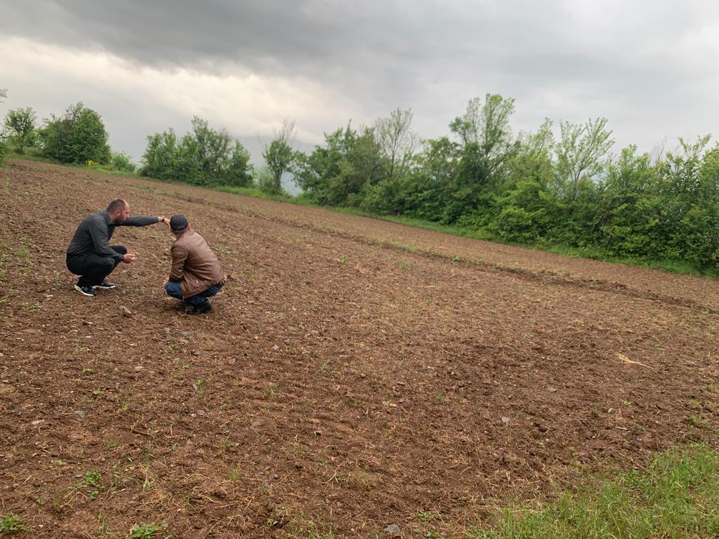 Kultivuesit e bimëve mjekësore në Dibër ndeshen me vështirësi – RRUGA E ...